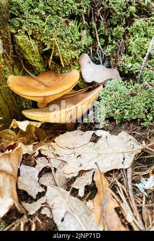 Poisonous, inedible mushrooms in the autumn forest Stock Photo - Alamy