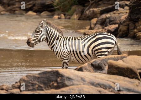 Plains zebra stands in river behind rocks Stock Photo - Alamy