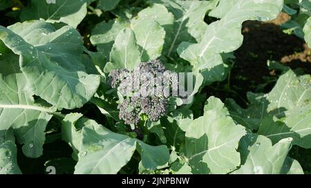 Broccoli leaf bio farmer farming greenhouse flowering head stalk folio ...