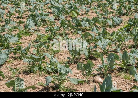 Brassica crop growing in field - may be cabbage or turnips. For root ...
