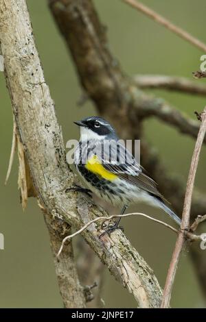 Yellow-rumped warbler (Setophaga coronata Stock Photo - Alamy