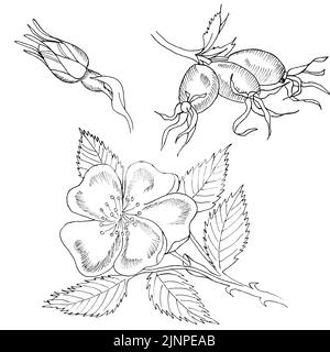 Graphic branch og eglantine rose flower with barries on white ...