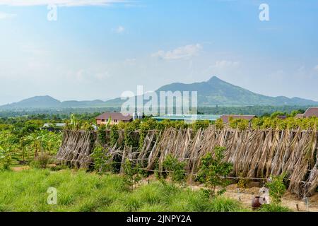 Kampot. Cambodia. Kampot Province. Around Kampot. Plantation, agro ...