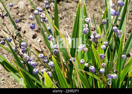 Dianella tasmanica, Tasman Flax Lily, Berries, Poisonous, Seeds, Blue ...