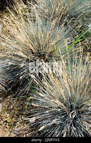 Volga Fescue, Clump, Grass, Festuca valesiaca Buddy Blue, Fescue, Blue ...