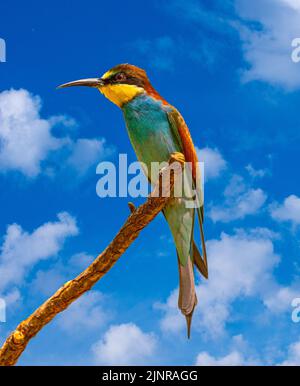 Bee-eater (Merops apiaster) sitting on a branch, Rhineland-Palatinate ...