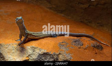Stripe-tailed pygmy monitor, Varanus caudolineatus, portrait Stock ...