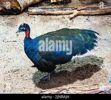 Congo peafowl (Afropavo congensis), also known as the mbulu. Wildlife ...