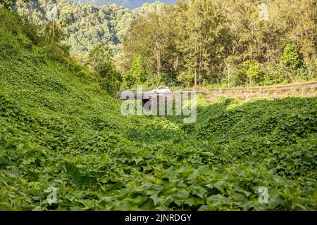 Lush green vegetation in Réunion Island, France Stock Photo - Alamy