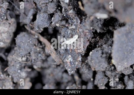 Springtails in the soil among the roots of plants. They are dangerous ...