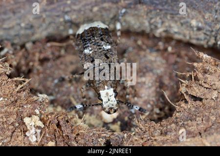 Fungus weevil (Tropideres albirostris) on wood Stock Photo - Alamy