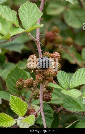 pink and white flowers of the common blackberry bramble (Rubus ...