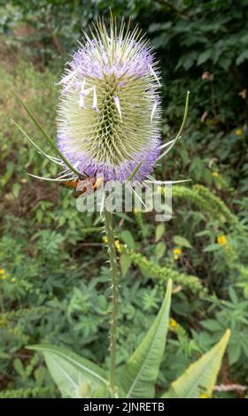 detailed close-up of a Hornet mimic hoverfly (Volucella zonaria ...
