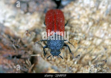Capuchin beetle, Auger beetle, False powderpost beetle, Horned ...