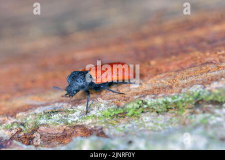 Capuchin beetle, Auger beetle, False powderpost beetle, Horned ...