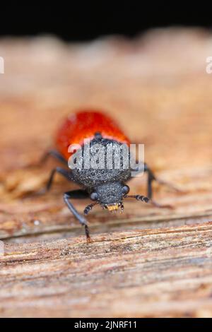 Capuchin beetle, Auger beetle, False powderpost beetle, Horned ...