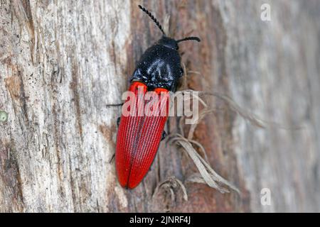 Click beetle species Ampedus sanguineus Stock Photo - Alamy