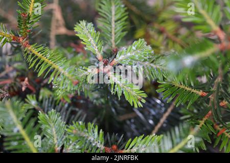 Aphids on fir twig, waxy secretions, pest of conifers Stock Photo - Alamy