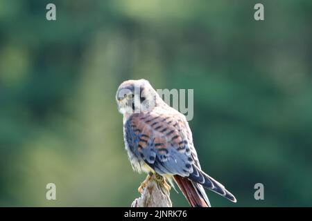 American Kestrel Male Facing Left Landscape View Stock Photo - Alamy