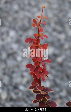 Japanese Barberry Berberis thunbergii Golden Rocket, Orange Rocket ...