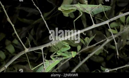 Two mantises met on the same branch. Close up of mantis Stock Photo - Alamy