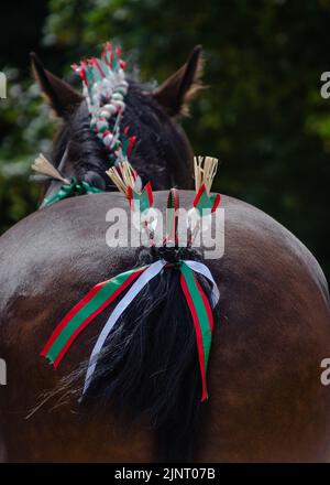 Heavy Horse Rear View Stock Photo - Alamy