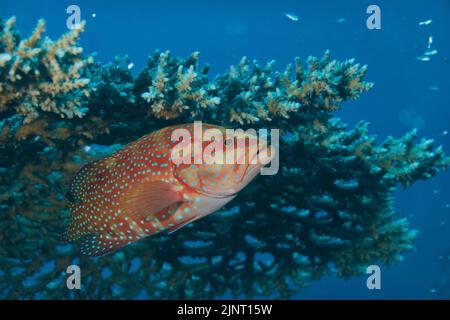 The table coral and jewel perch in Red Sea, Marsa Alam, Egypt Stock ...