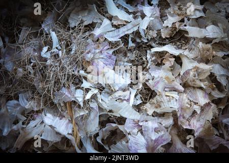 Peeled garlic skin, Food waste. The concept of proper garbage ...