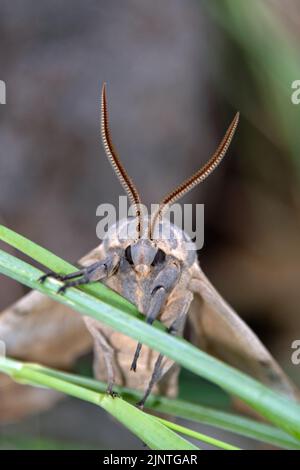 Big Poplar Sphinx Moth (Pachysphinx occidentalis Stock Photo - Alamy
