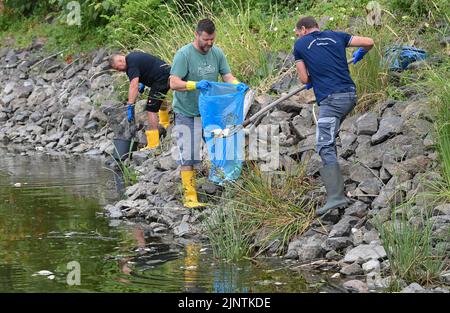 Lebus, Germany. 13th Aug, 2022. Many dead fish float in the water of ...