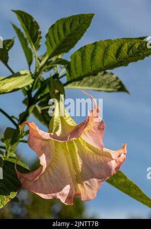 'Pink' Angel’s trumpet, Änglatrumpet (Brugmansia hybrid Stock Photo - Alamy