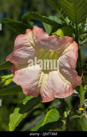 Angel’s trumpet, Änglatrumpet (Brugmansia hybrid Stock Photo - Alamy