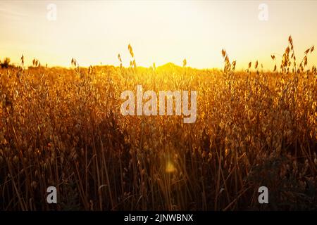 oats field at sunset ready to harvest Stock Photo - Alamy