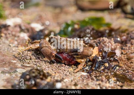 Risso's Crab; Xantho pilipes; UK Stock Photo - Alamy