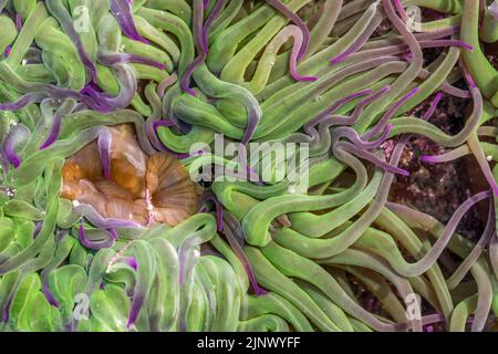 Snakelocks Anemone; Anemonia viridis; Rock Pool; UK Stock Photo - Alamy