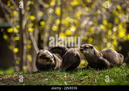 A family of three Asian short clawed otters sitting on the grass ...