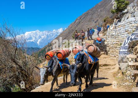 Nepal - 25 Apr 2022: Group of domestic Yak caravan carrying tourist stuff on the way to Everest ...