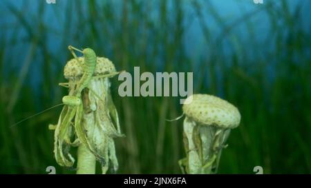 Newborn green Praying Mantis sit on prickly branch. Сlose-up of baby ...