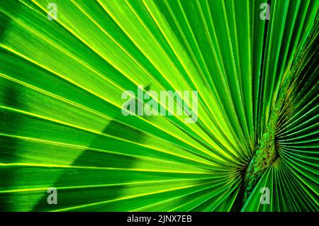 Corpha utan or Corypha elata plam flowers in southeast Asia Stock Photo ...