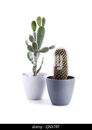 a variety of beautiful cacti on a small farm Stock Photo - Alamy