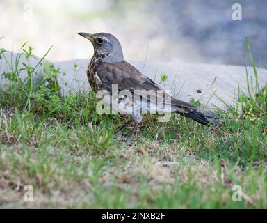 FIELDFARE on the ground a day in the garden Stock Photo - Alamy