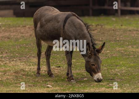 Dark gray donkey on green grass in cloudy summer hot day Stock Photo ...