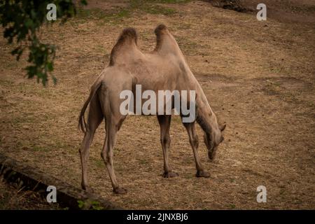 Brown camel on dirty floor in dark summer hot cloudy day Stock Photo ...