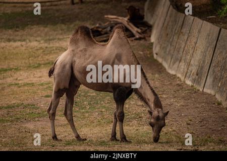 Brown camel on dirty floor in dark summer hot cloudy day Stock Photo ...