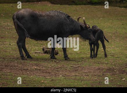Water buffalo near dark dirty lake in cloudy summer hot day Stock Photo ...