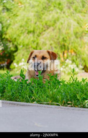 Chipping of animals. Dog with a sensor. The dog is saved from the heat ...