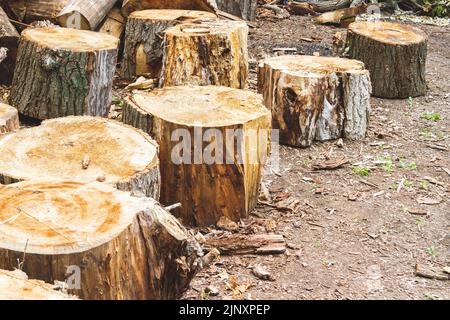 The problem of deforestation. Export of timber from the country ...