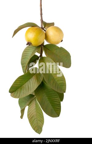 Ripe yellow fruits and leaves of guava on a white background. Beautiful ...