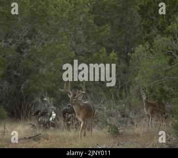 Texas Hill Country White Tail Buck, with velvet on his antlers Stock ...