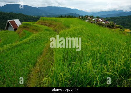 Rice terraces at Maligcong in northern Luzon, Philippines Stock Photo ...